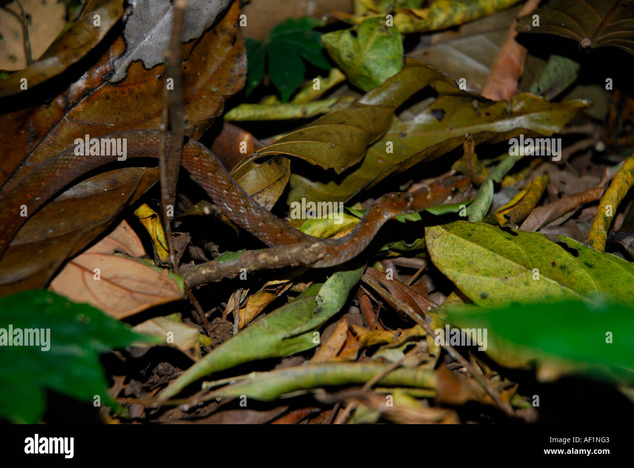 COMMON KEELBACK SNAKE CHIMMINI SANCTUARY THRISSUR Stock Photo - Alamy