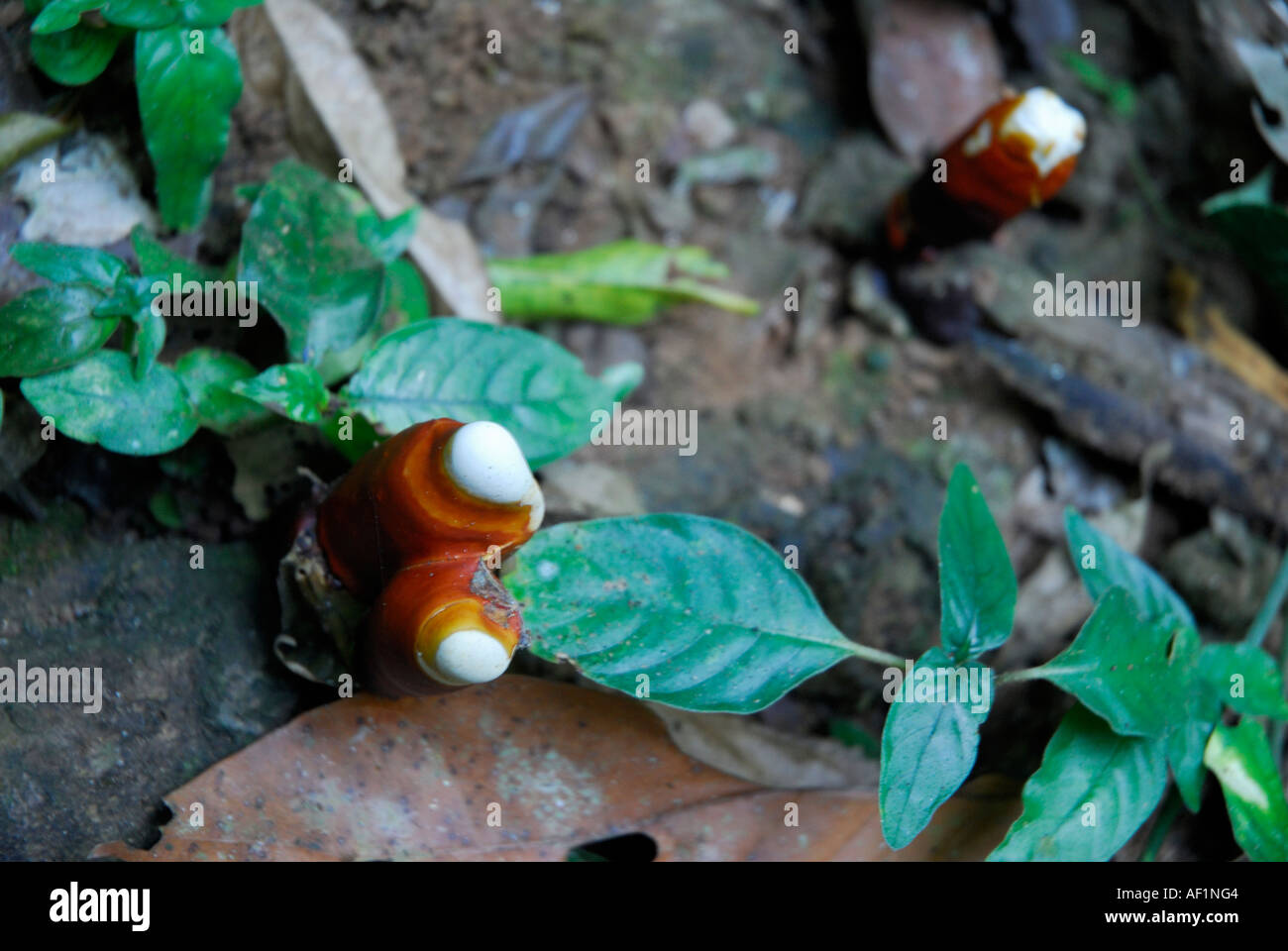 Chimmini wildlife sanctuary hi-res stock photography and images - Alamy