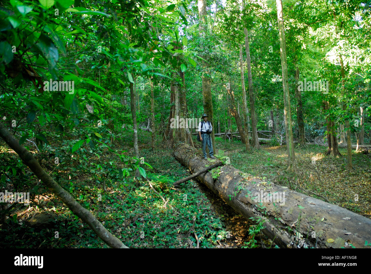A WALK IN THE JUNGLE CHIMMINI SANCTUARY THRISSUR Stock Photo - Alamy