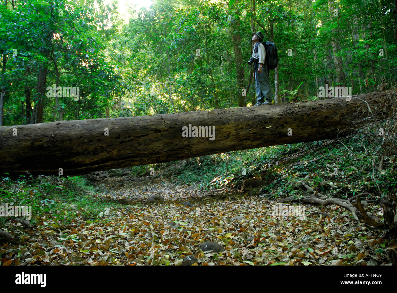 A WALK IN THE JUNGLE CHIMMINI SANCTUARY THRISSUR Stock Photo - Alamy