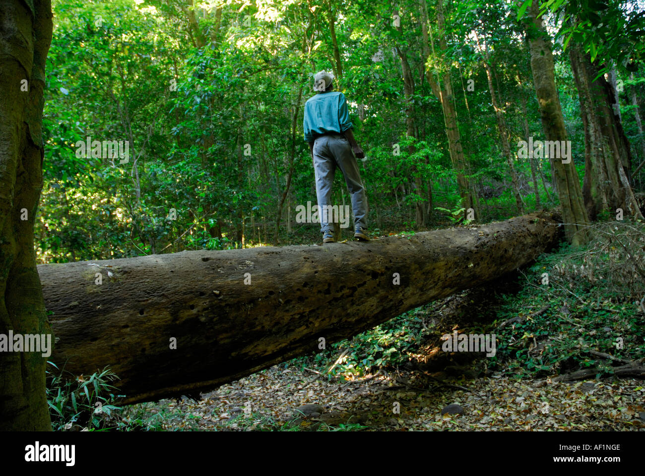 A WALK IN THE JUNGLE CHIMMINI SANCTUARY THRISSUR Stock Photo - Alamy