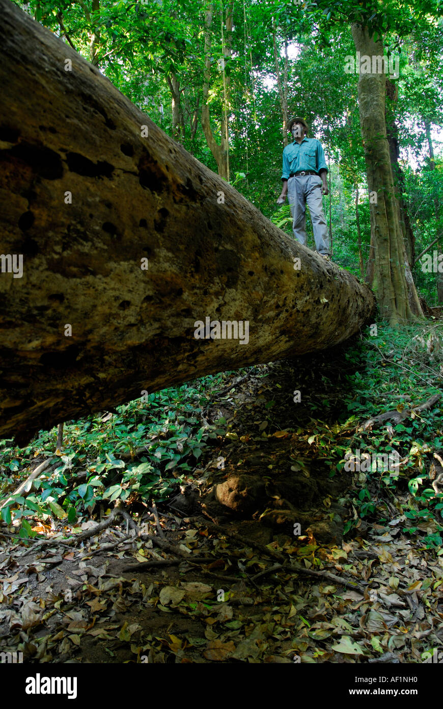 A WALK IN THE JUNGLE CHIMMINI SANCTUARY THRISSUR Stock Photo - Alamy