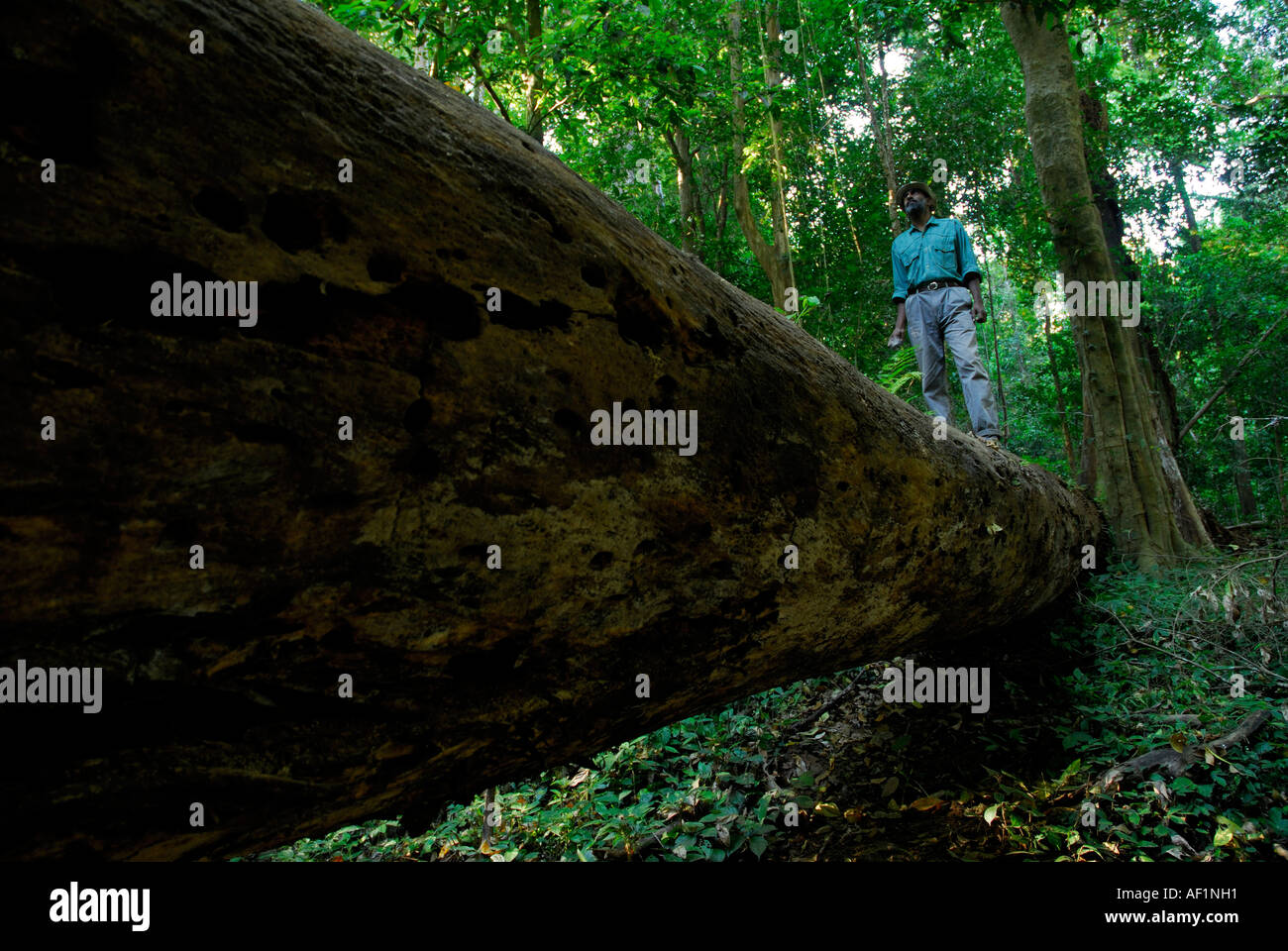 A WALK IN THE JUNGLE CHIMMINI SANCTUARY THRISSUR Stock Photo - Alamy