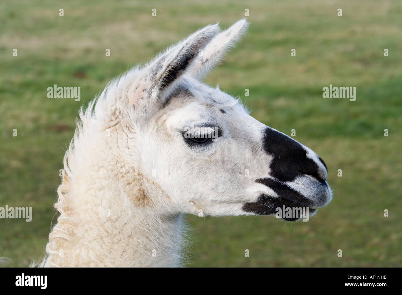 Llama humour hi-res stock photography and images - Alamy