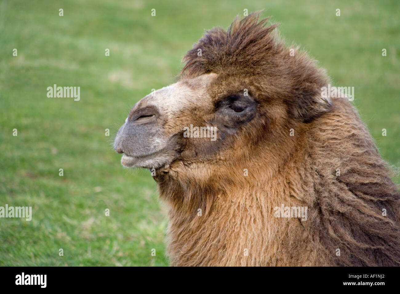 Haughty animal hi-res stock photography and images - Alamy