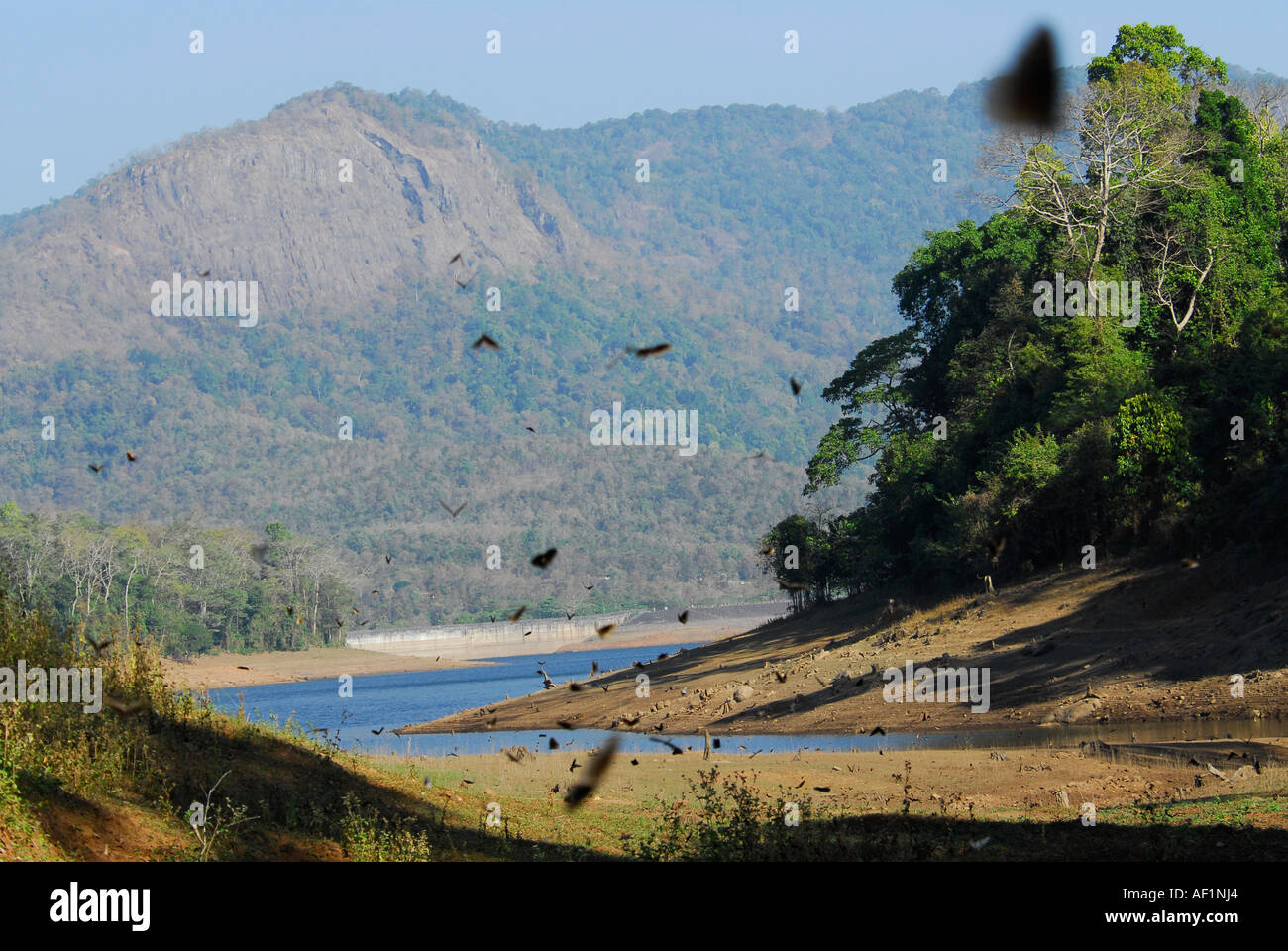 MIGRATION OF BUTTERFLIES CHIMMINI SANCTUARY THRISSUR Stock Photo - Alamy
