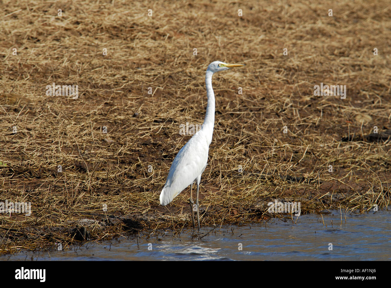 MERIDIAN EGRET CHIMMINI SANCTUARY THRISSUR Stock Photo - Alamy