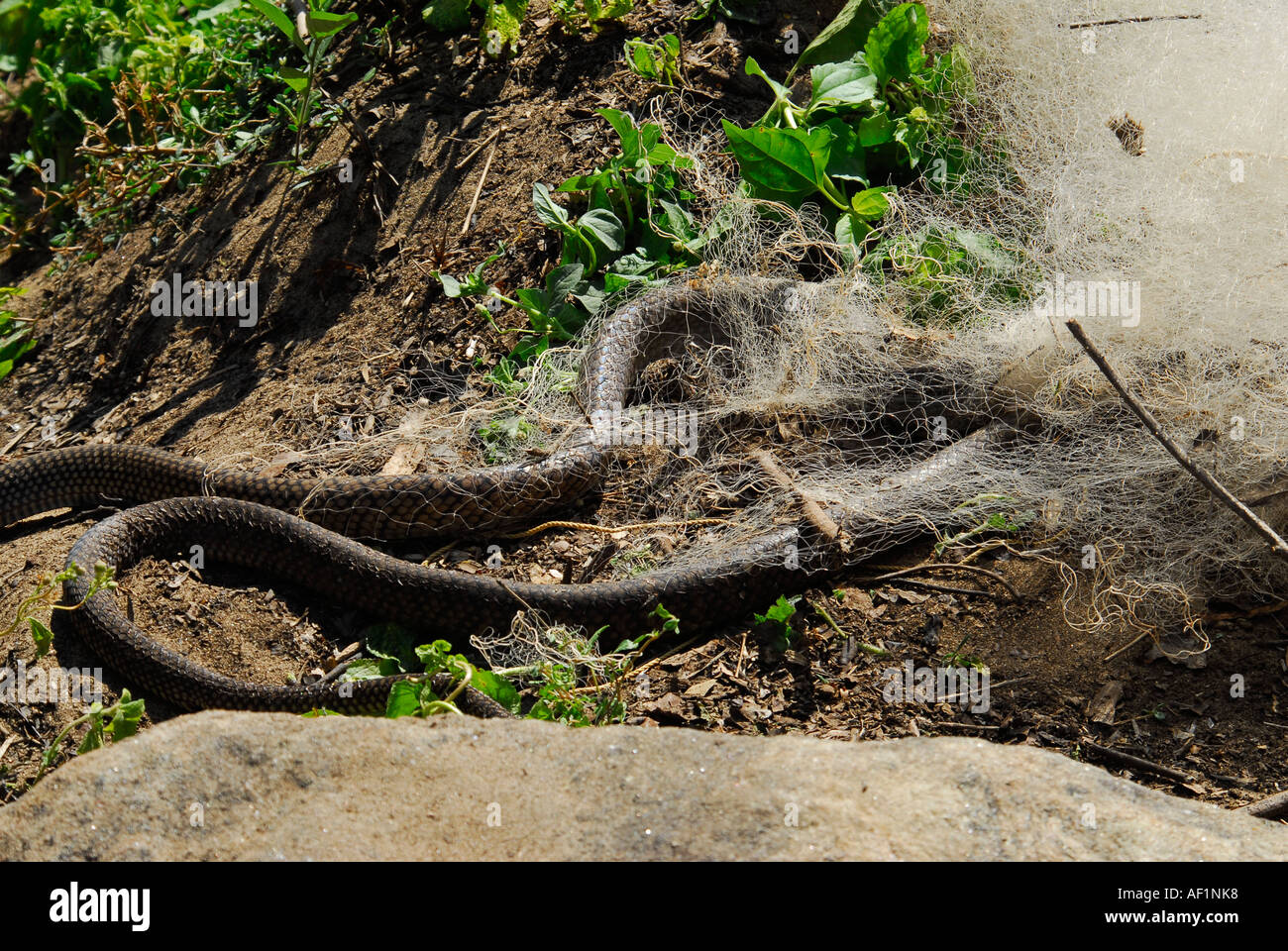 Chimmini wildlife sanctuary hi-res stock photography and images - Alamy