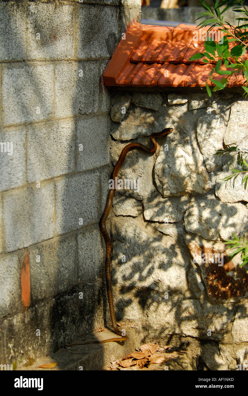 RAT SNAKE CLIMBING WALL Stock Photo - Alamy