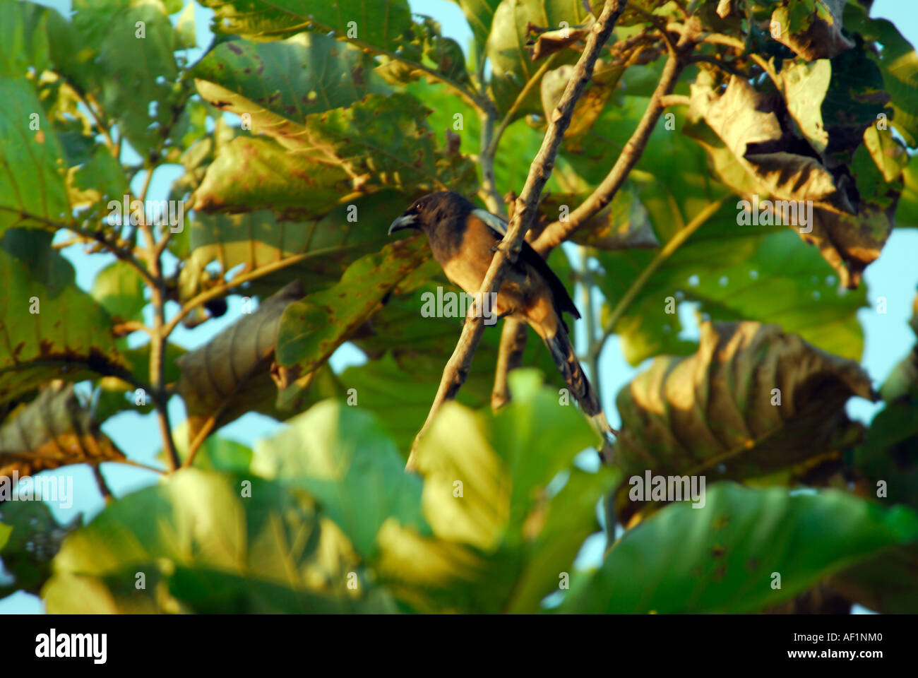 INDIAN TREE PIE Stock Photo - Alamy