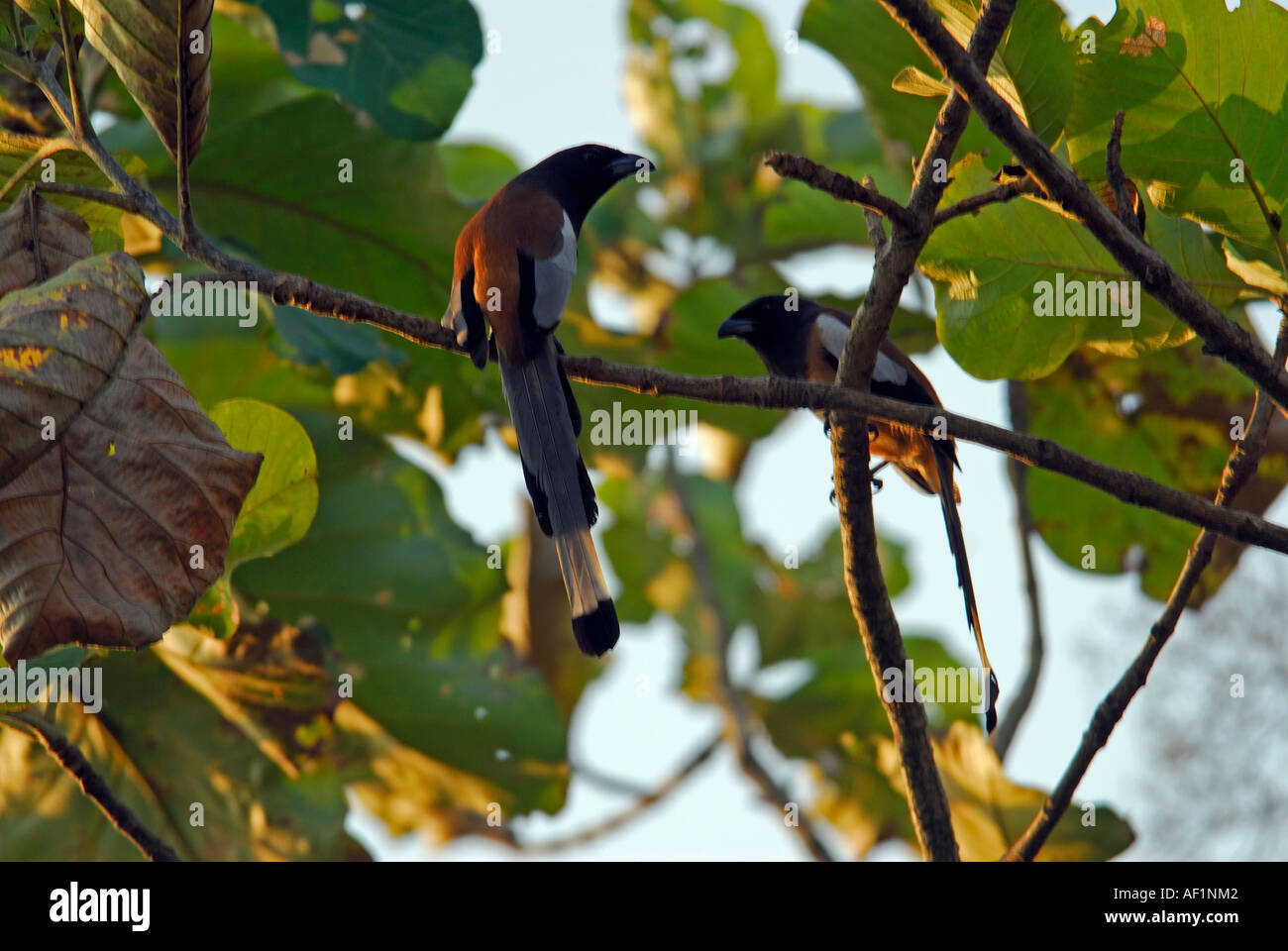 Indian tree pie hi-res stock photography and images - Alamy