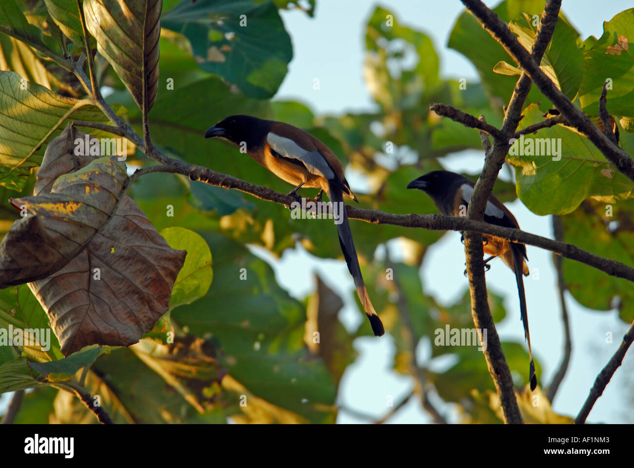 Indian tree pie hi-res stock photography and images - Alamy