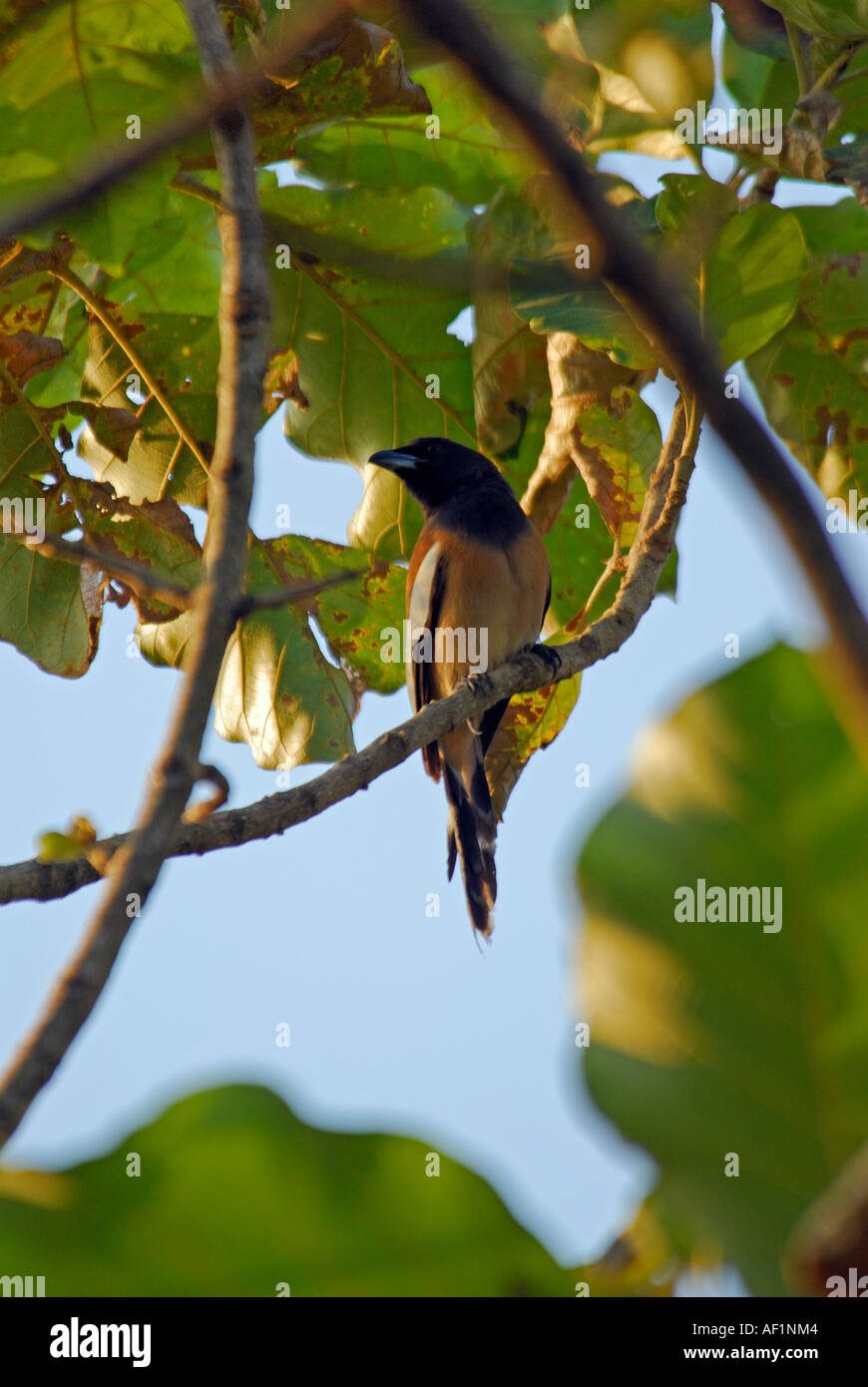 INDIAN TREE PIE Stock Photo - Alamy