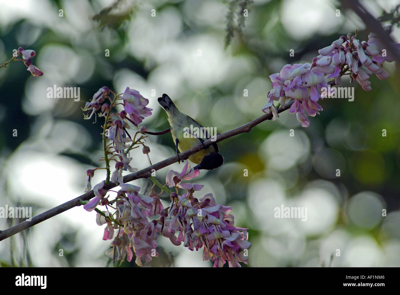 INDIAN TREE PIE Stock Photo - Alamy