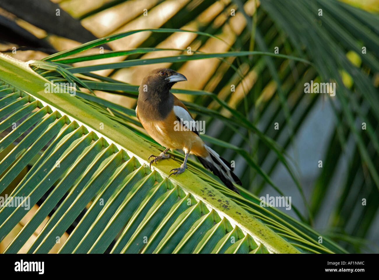 INDIAN TREE PIE Stock Photo - Alamy