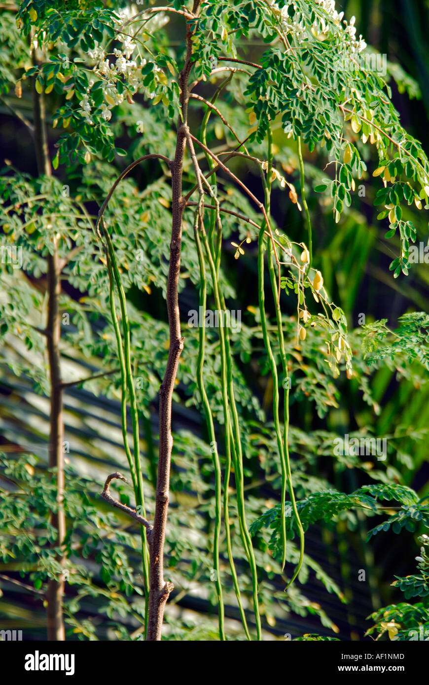 Muringa hi-res stock photography and images - Alamy