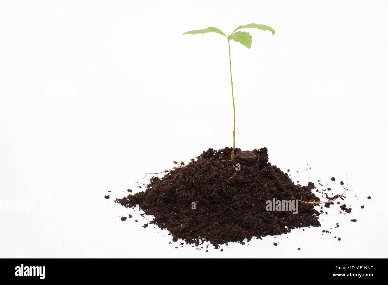 Oak tree sapling hi-res stock photography and images - Alamy
