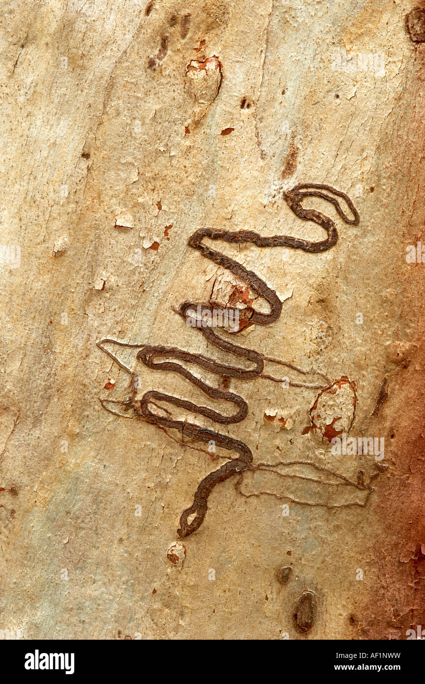 Scribbly bark gum hi-res stock photography and images - Alamy