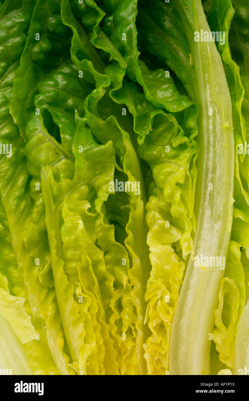 Romaine lettuce close up Stock Photo - Alamy