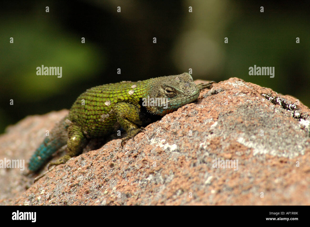 Lizard on a rock Stock Photo - Alamy