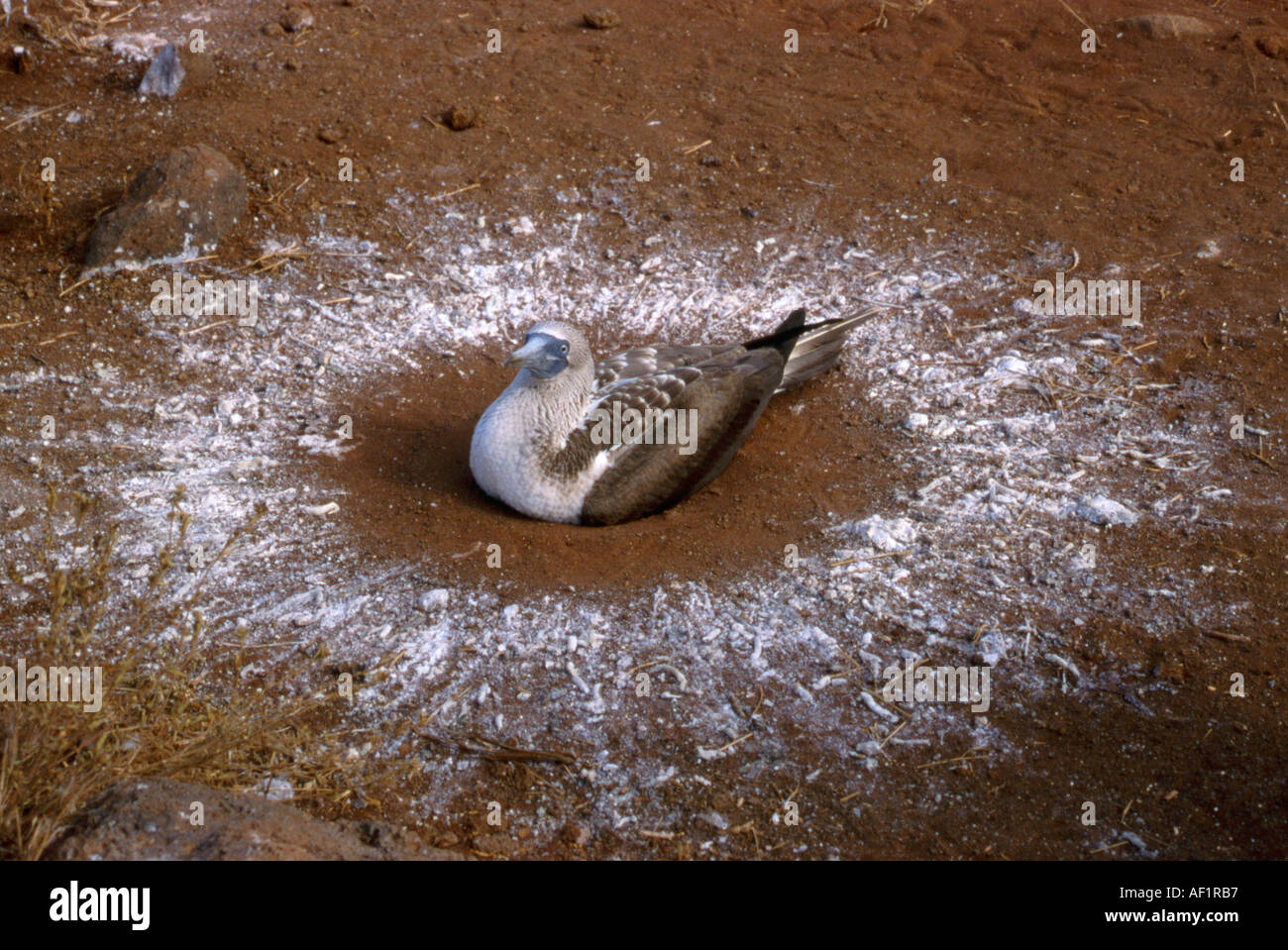 A blue-footed booby nest is the center of a ring of white guano Stock ...