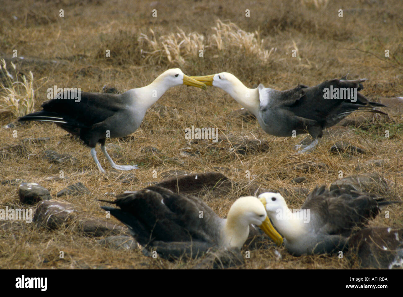 Wildlife couples hi-res stock photography and images - Alamy