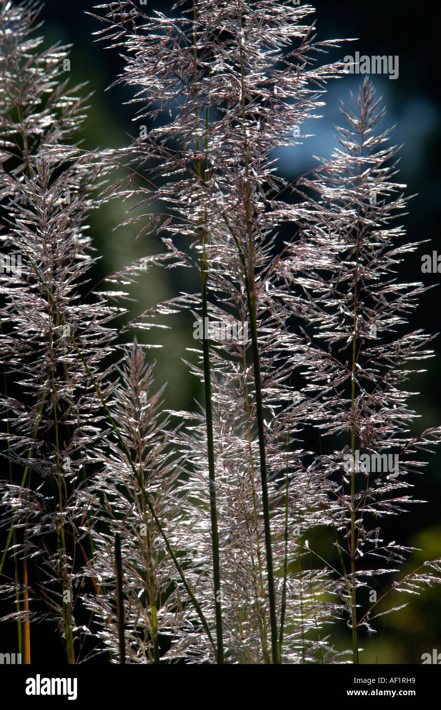 Long bristled hi-res stock photography and images - Alamy