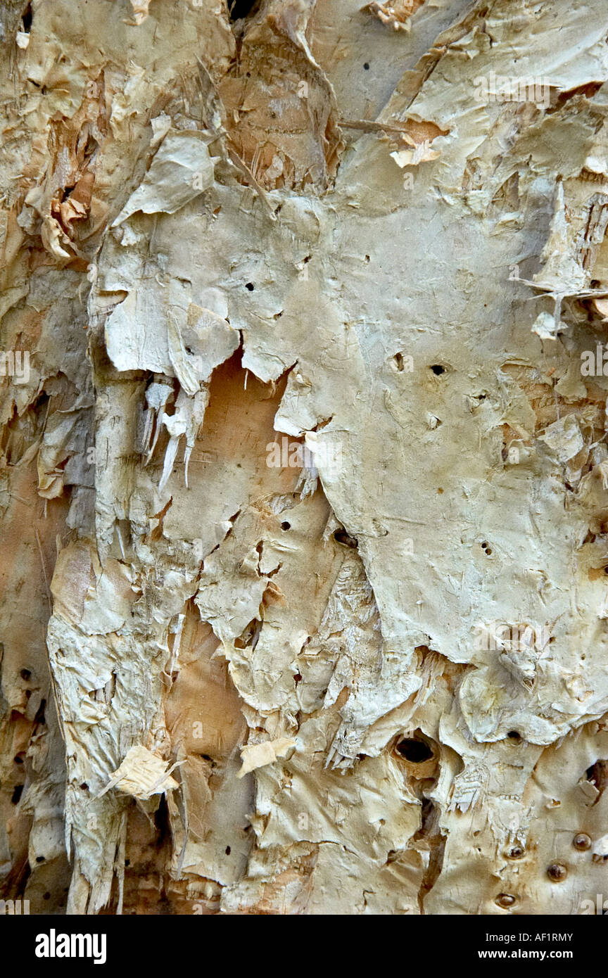 Close up of paperbark tree Stock Photo - Alamy