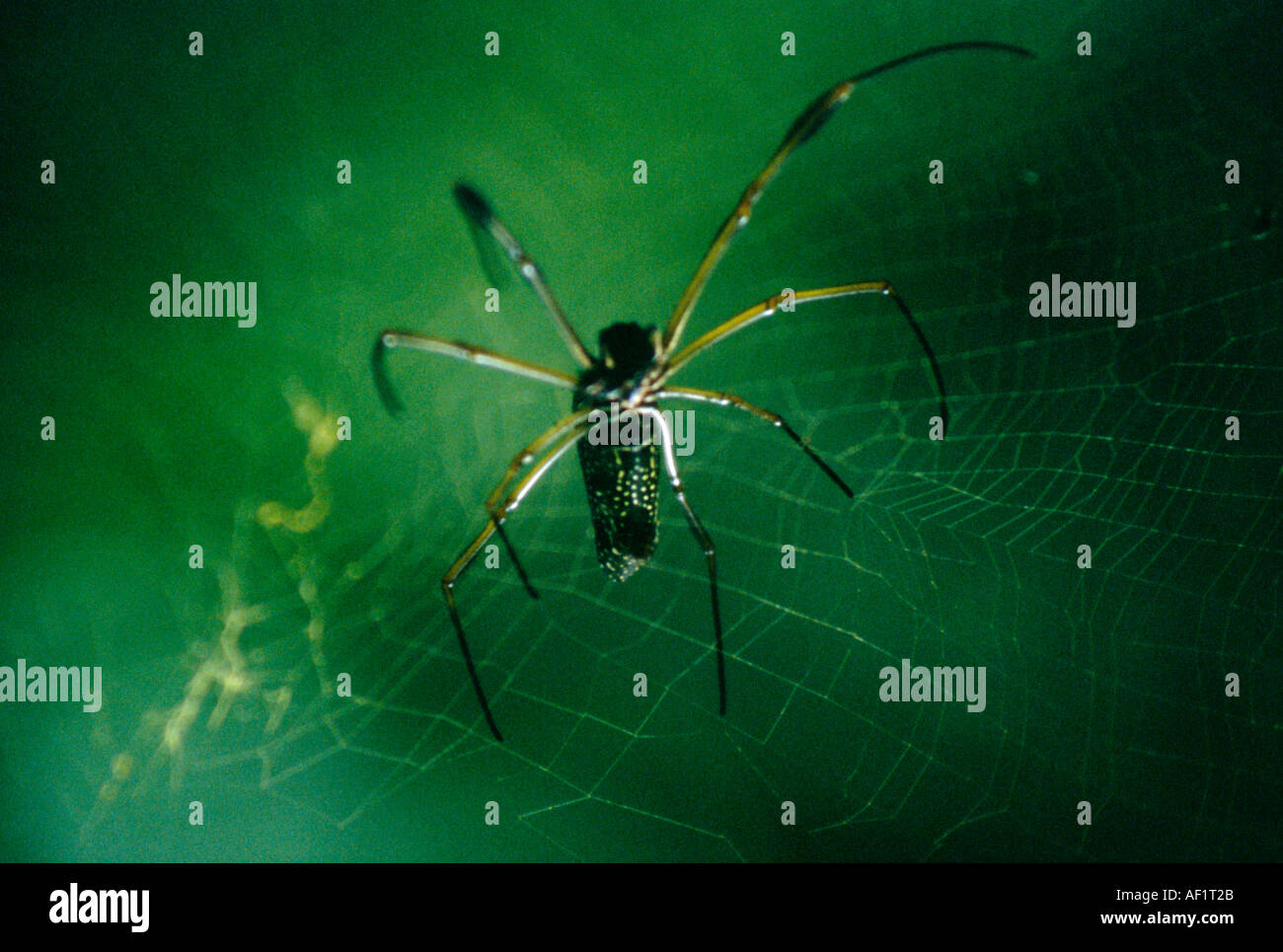 Golden silk orb weaver in web hi-res stock photography and images - Alamy
