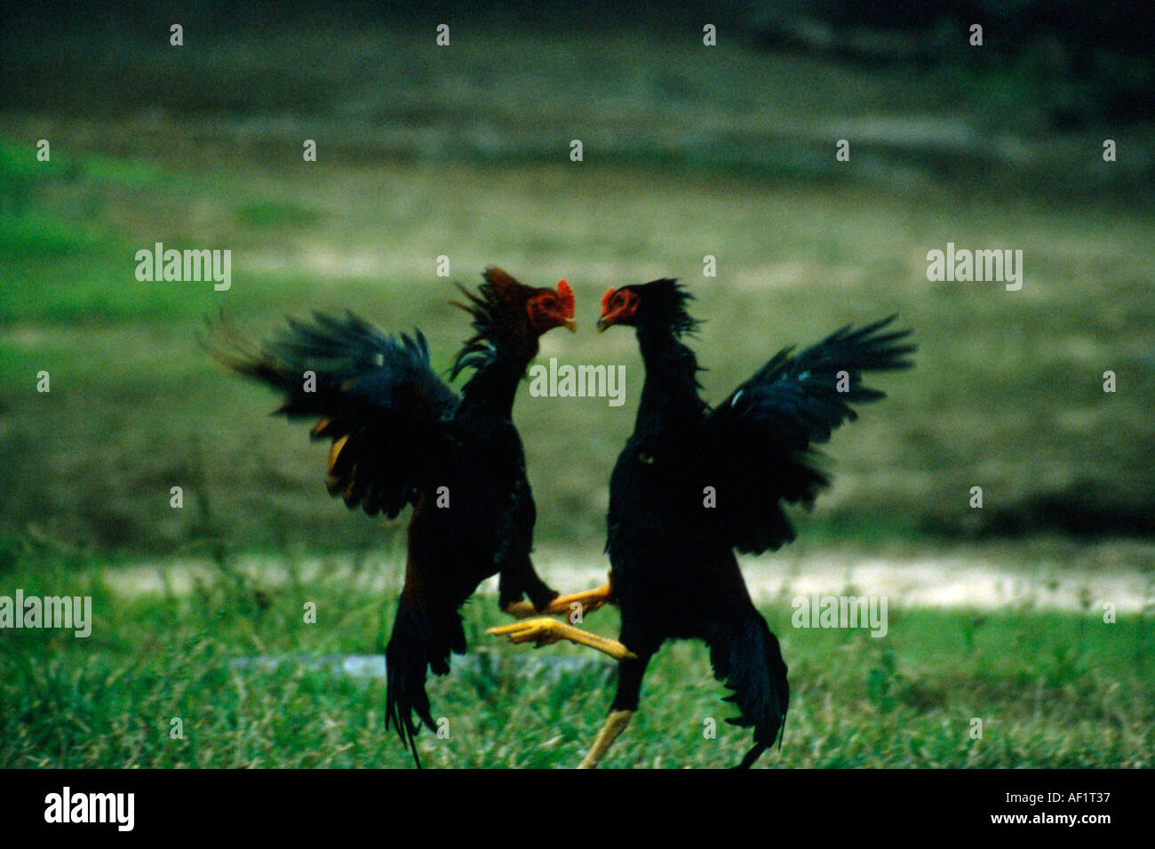 Two chickens having a territorial dispute Stock Photo - Alamy
