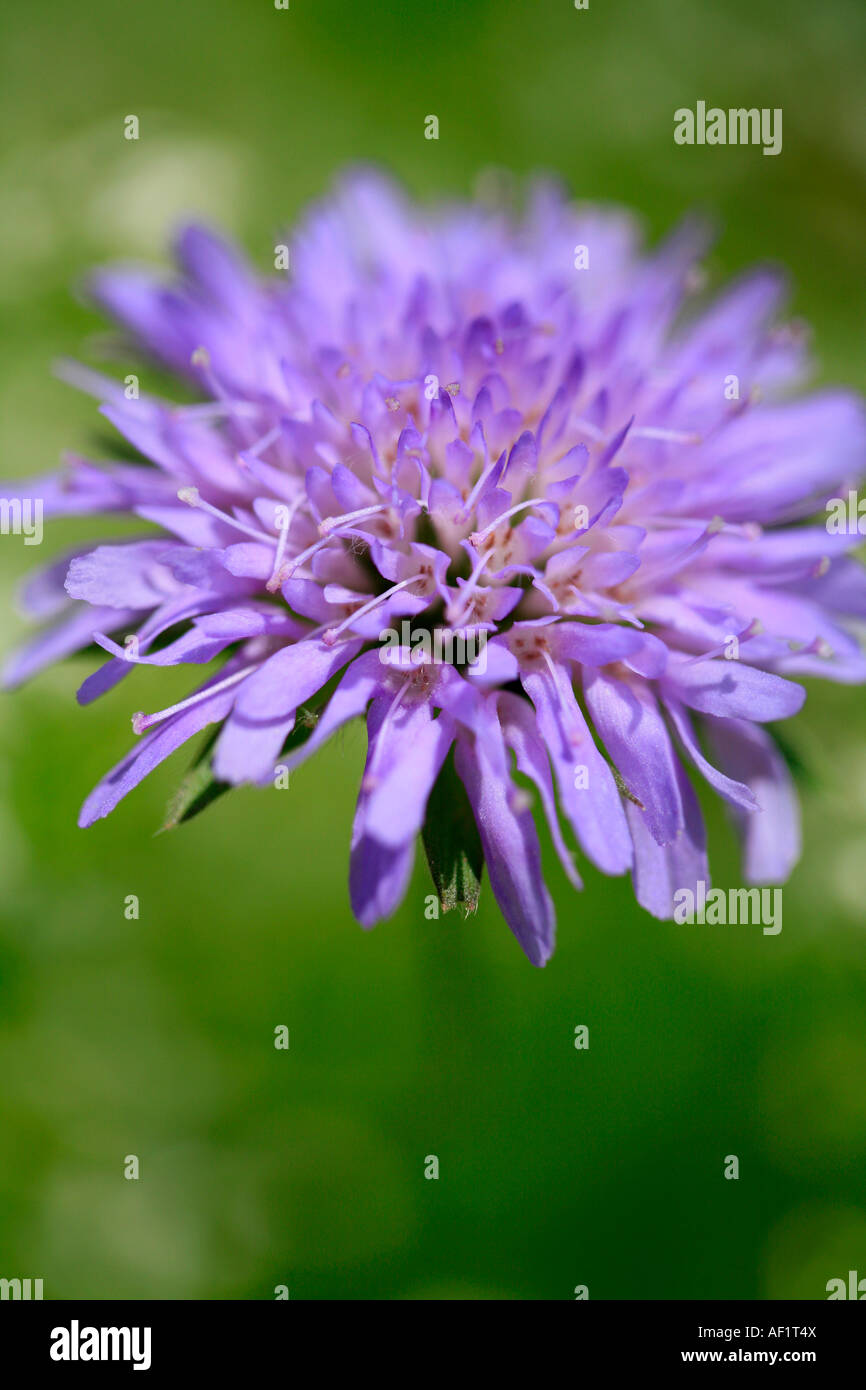 Beautiful close-up photo of purple violet field scabious flower ...