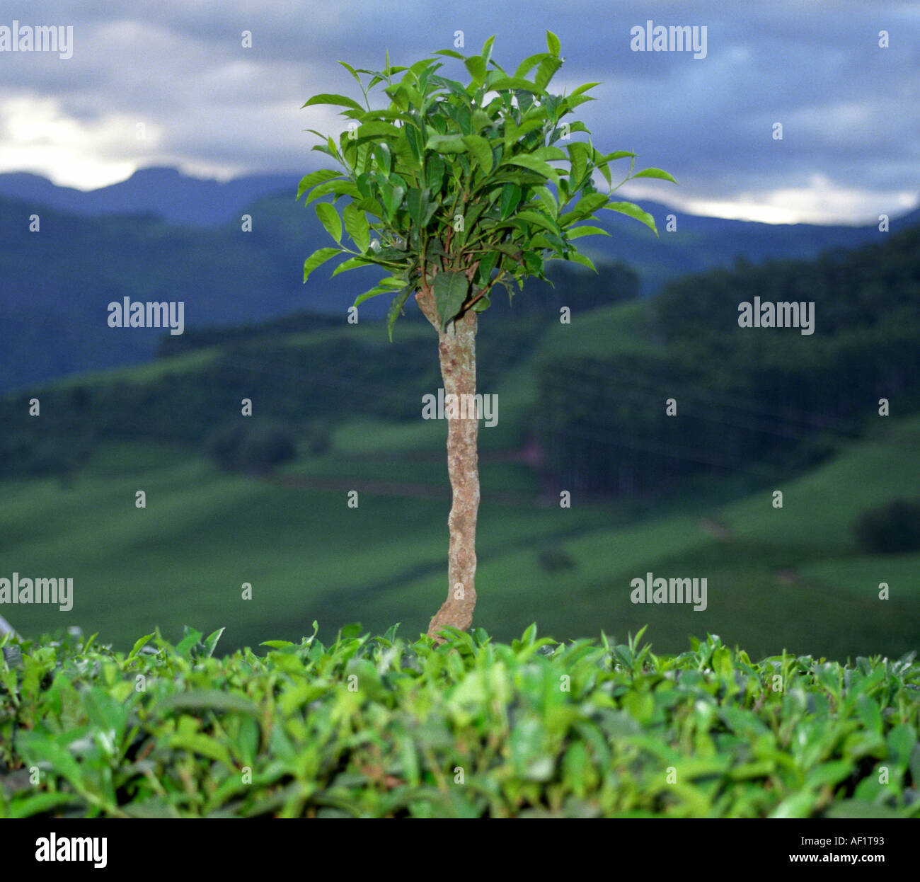 Tea Plant Honde Valley Zimbabwe Stock Photo - Alamy