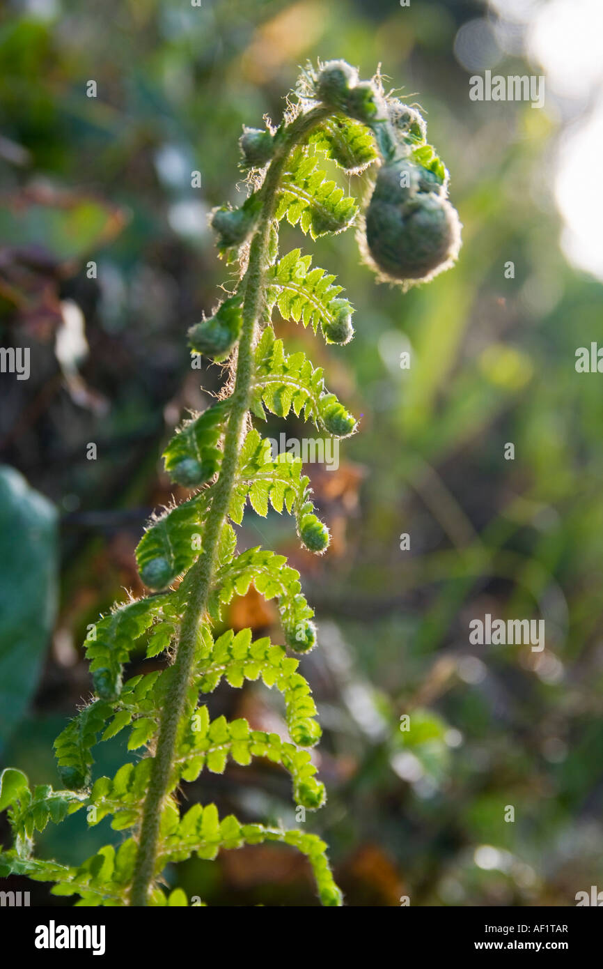 Fiddlehead of young fern leaf emerging in spring Stock Photo - Alamy