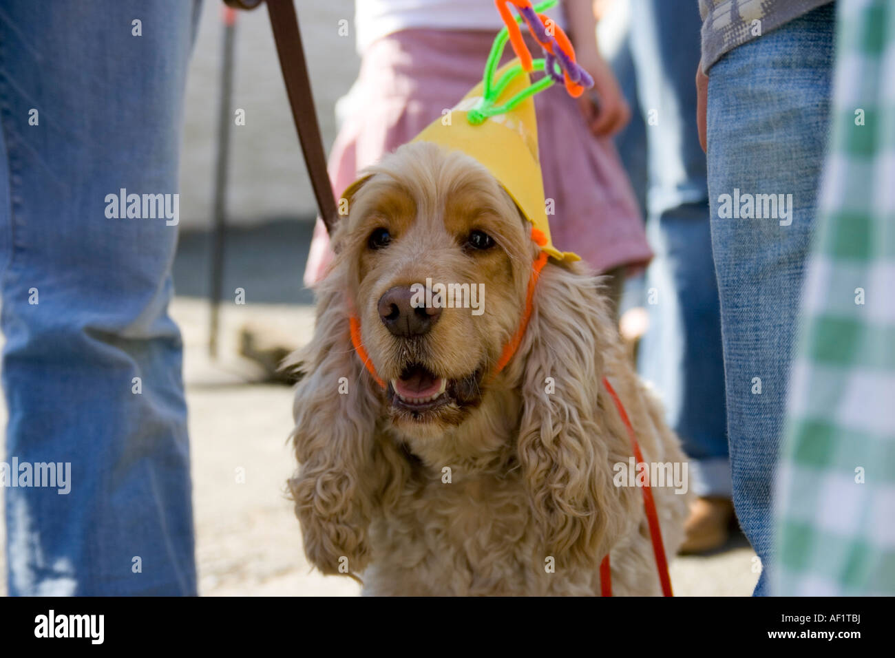 Bonnet for easter hi-res stock photography and images - Alamy