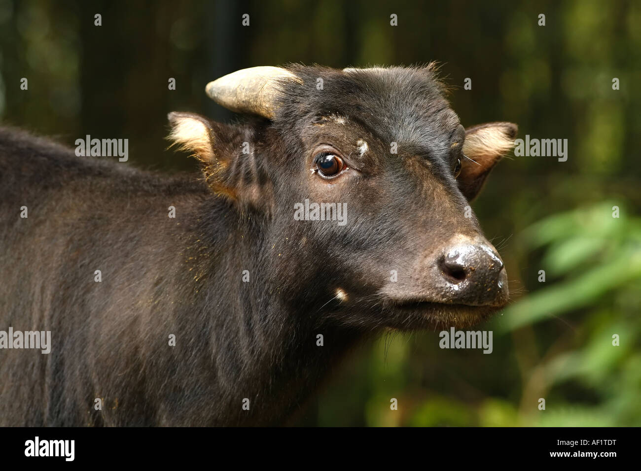 Pygmy buffalo hi-res stock photography and images - Alamy
