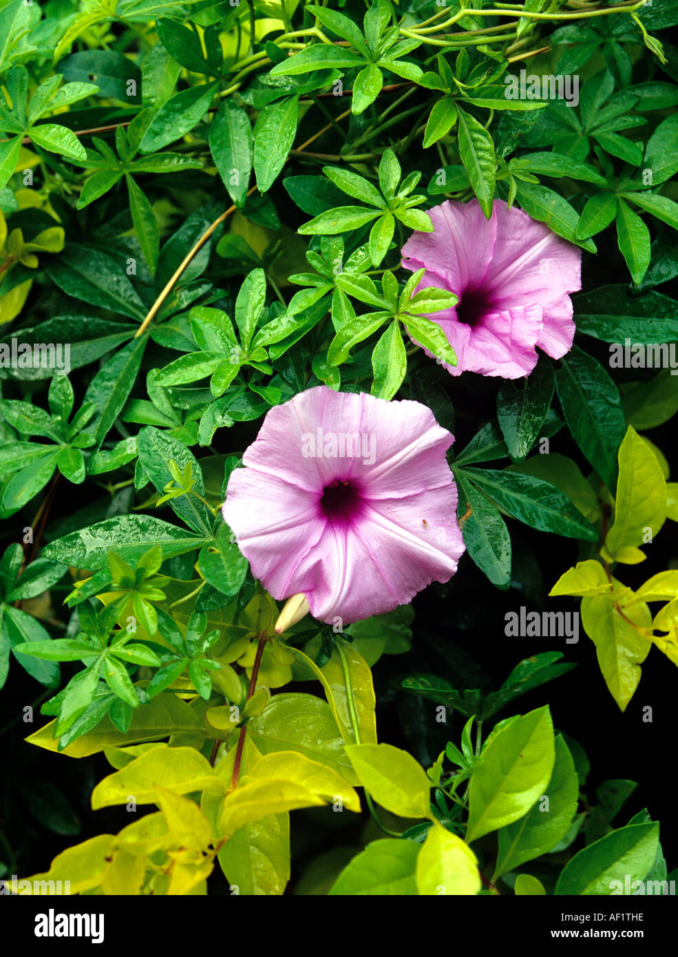 FLOWERS FROM COORG KARNATAKA Stock Photo - Alamy