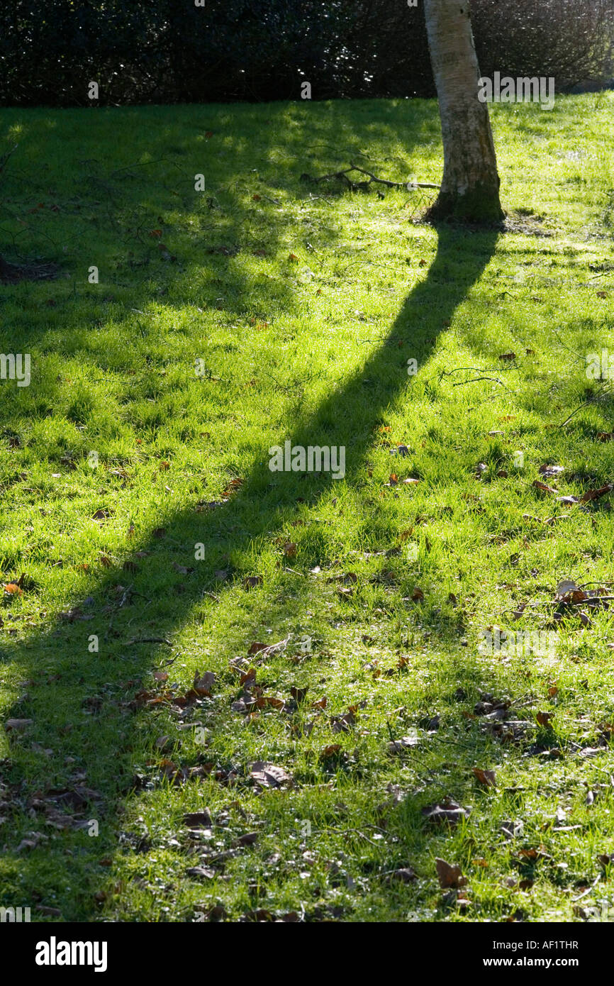 shadows across grass cast by tree trunks Stock Photo - Alamy