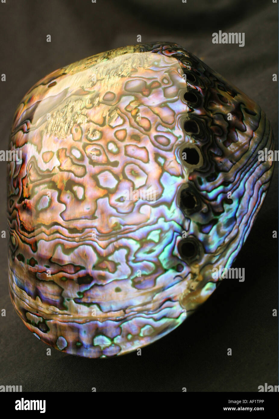 Paua shell photo pic texture smooth maori nz new zealand hi-res stock ...
