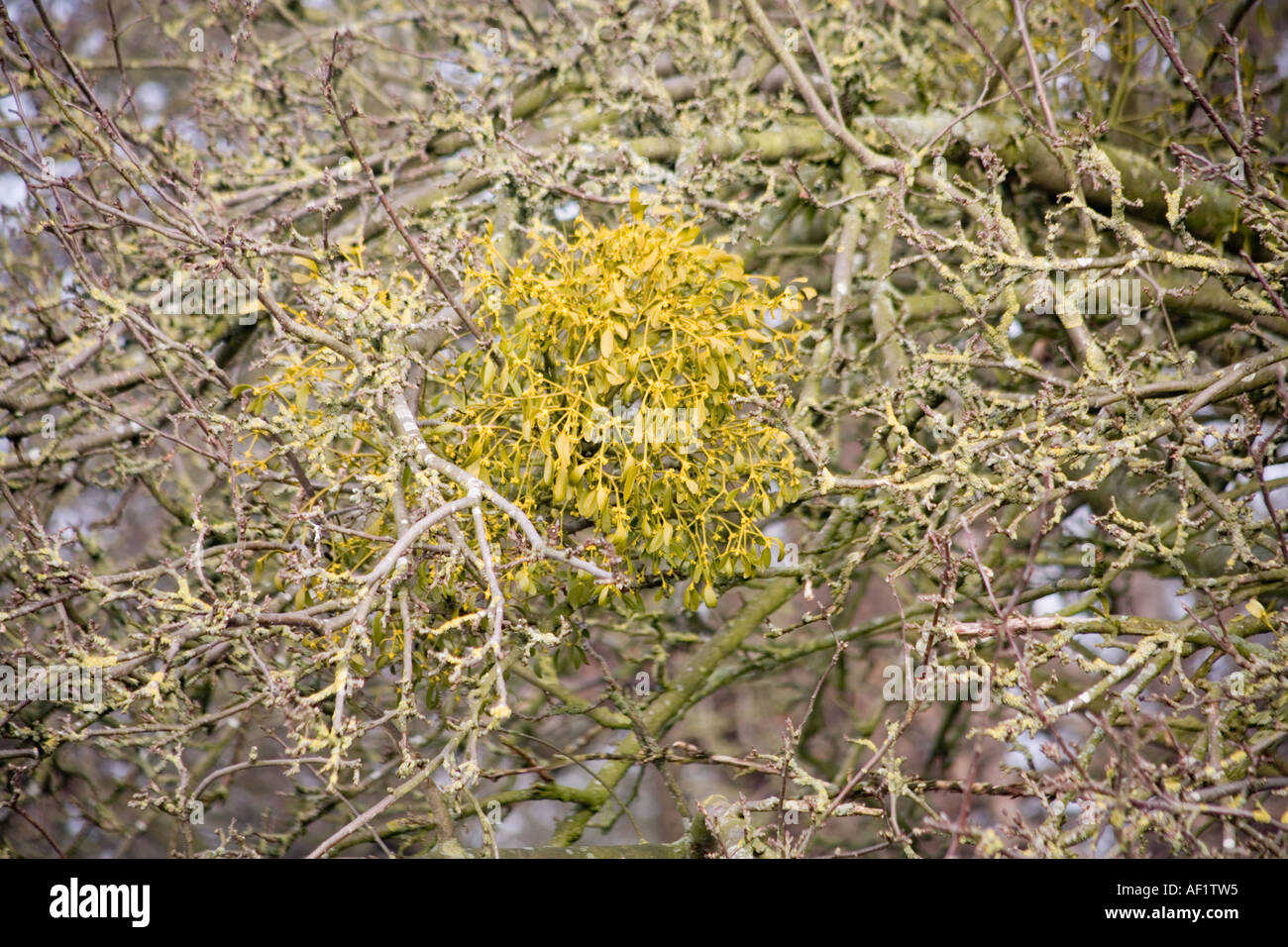 Berries mistletoe trees weir green hi-res stock photography and images ...