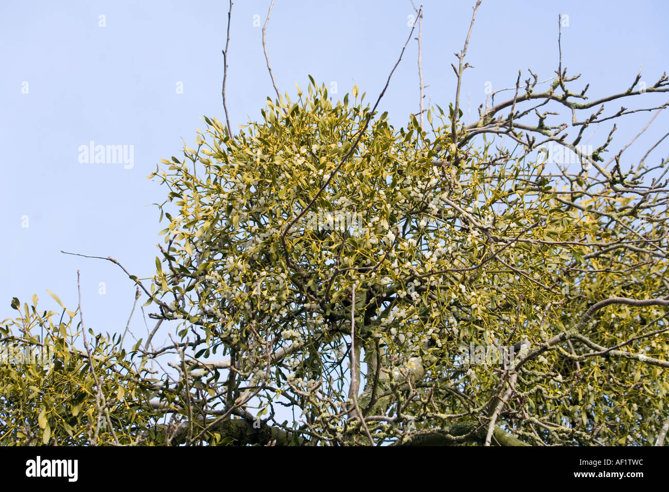 Berries mistletoe trees weir green hi-res stock photography and images ...