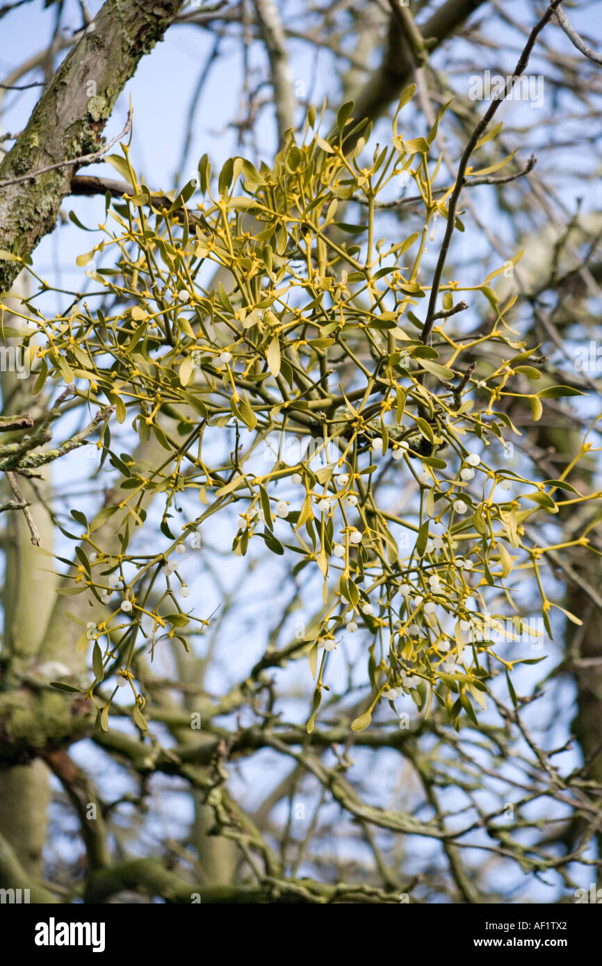 Berries mistletoe trees weir green hi-res stock photography and images ...