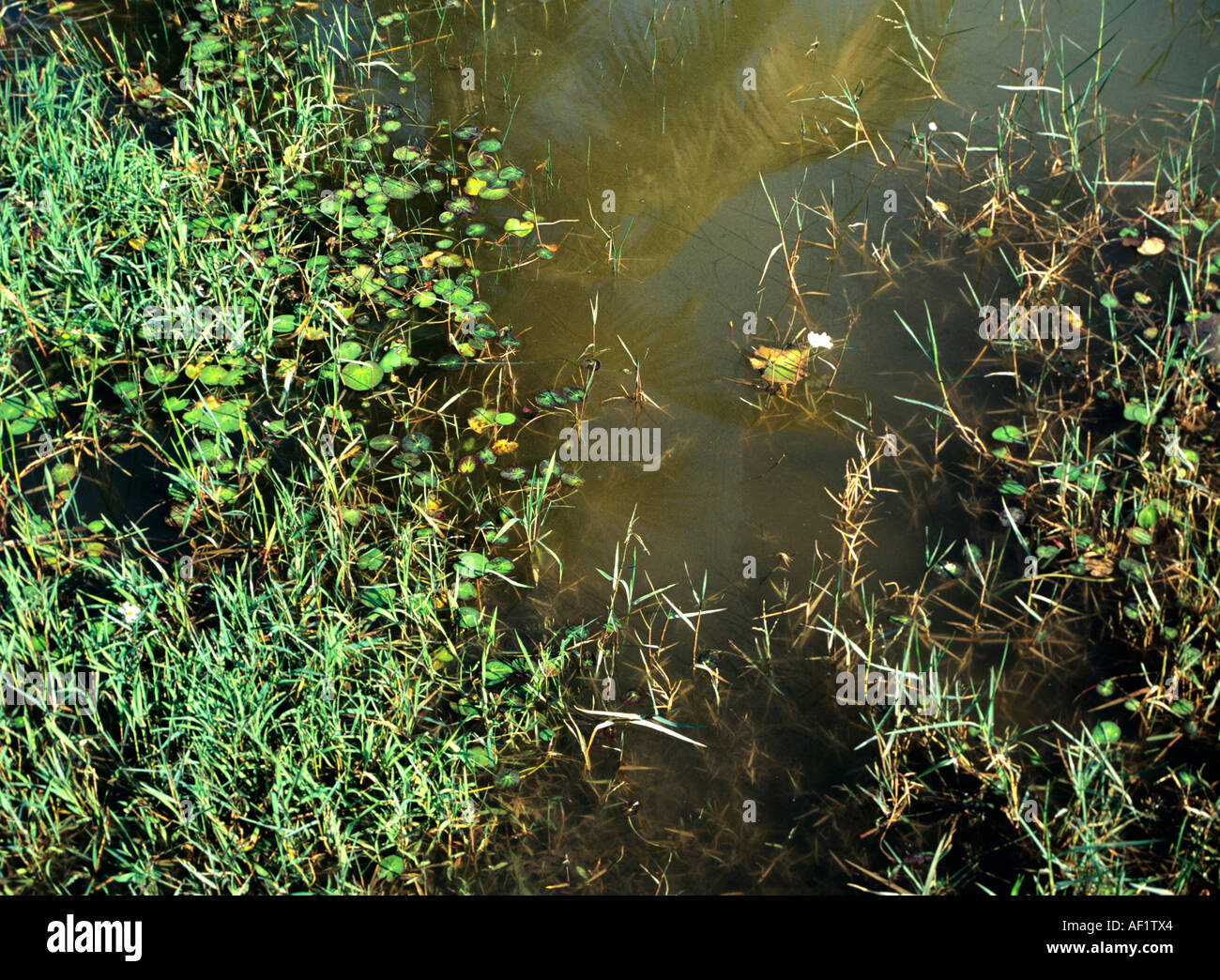 A SMALL POND IN KERALA Stock Photo - Alamy