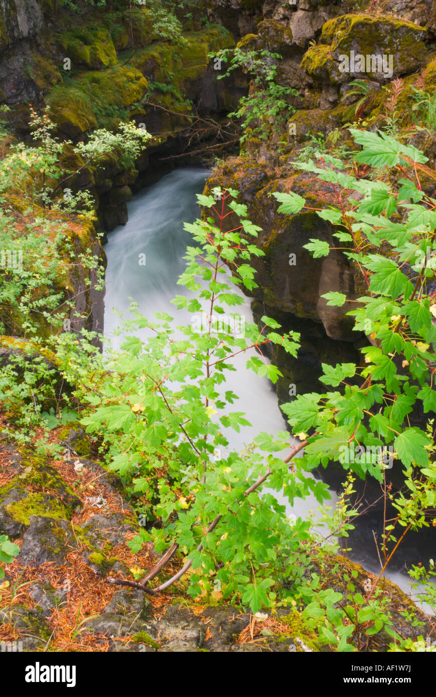 The Rogue River Gorge Rogue River National Forest Oregon Stock Photo ...