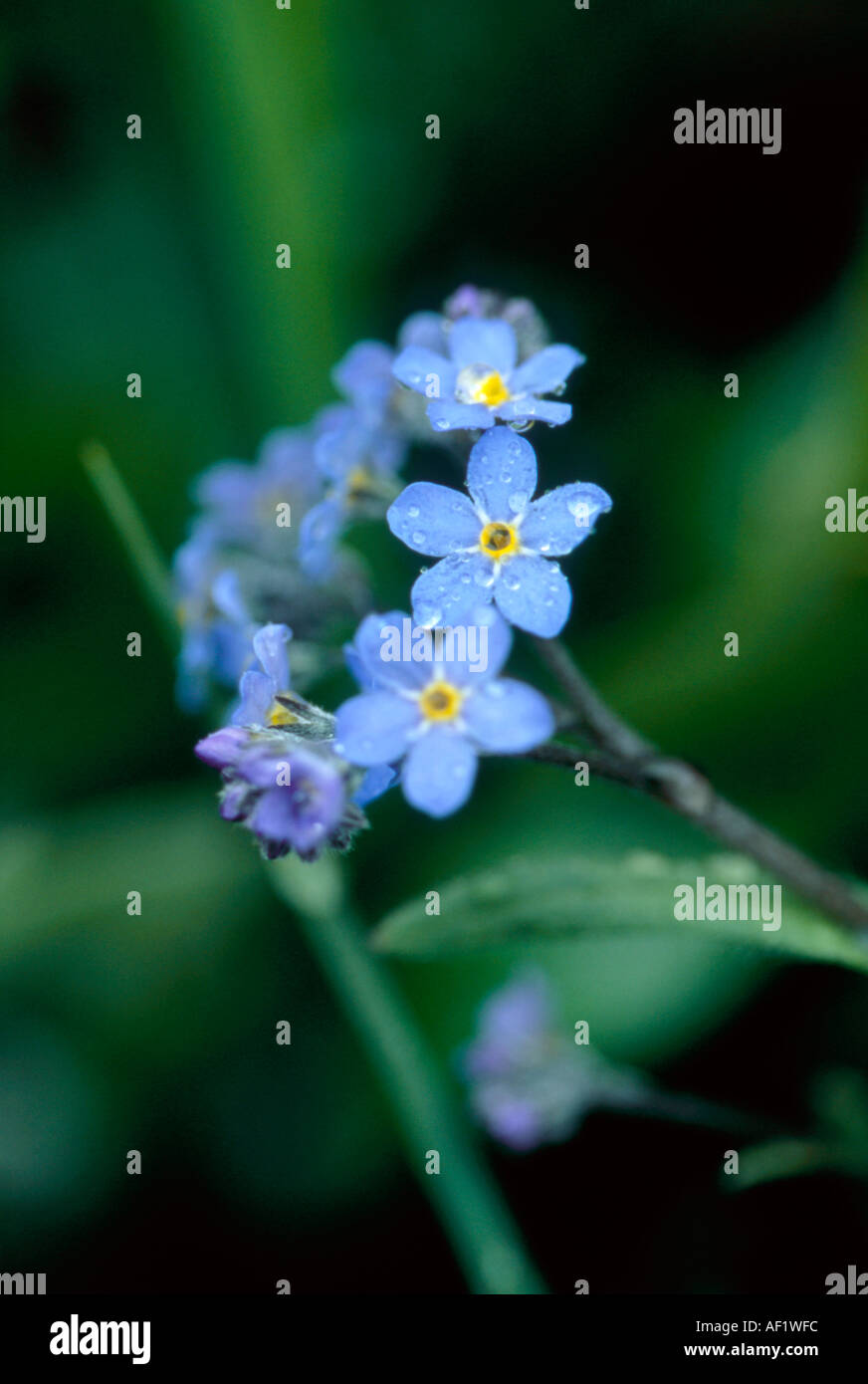 Alaska forget me not hi-res stock photography and images - Alamy