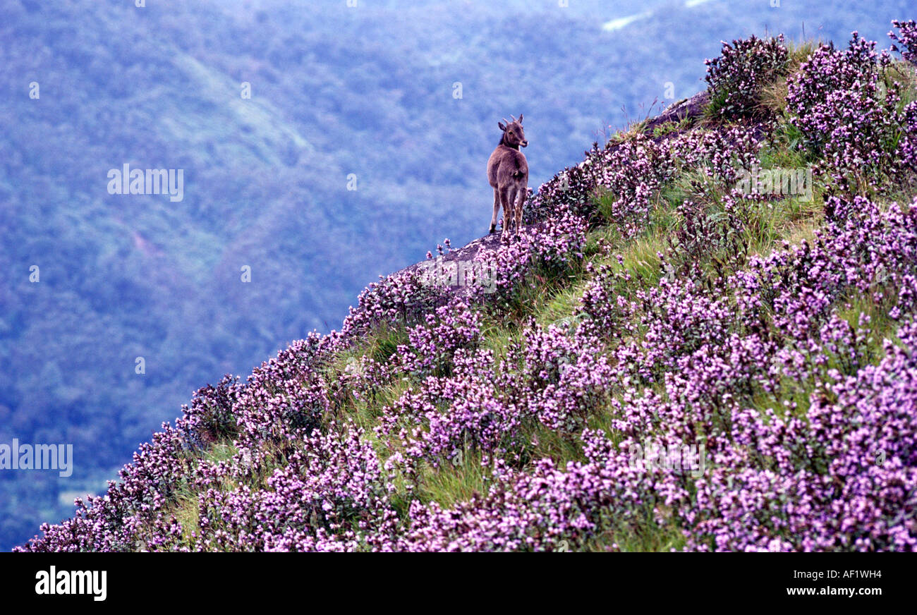 KURINJI FLOWERS IN MUNNAR Stock Photo: 7887827 - Alamy