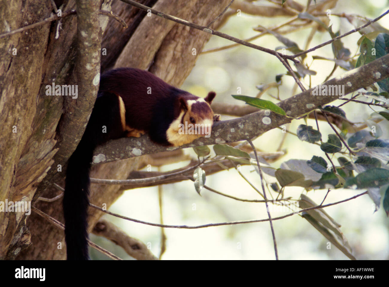 MALABAR GIANT SQUIRREL Stock Photo - Alamy