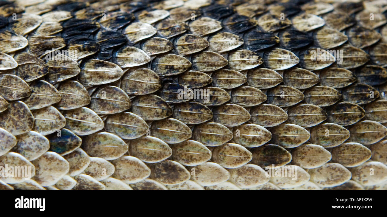 Snakes skin hi-res stock photography and images - Alamy