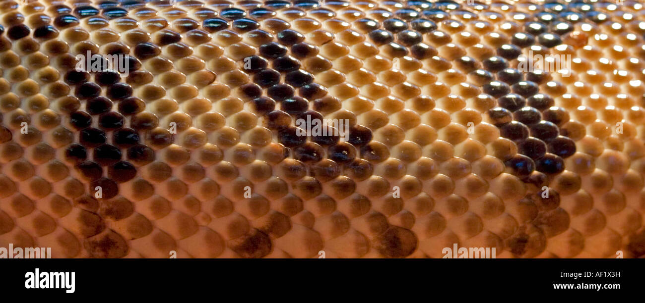 Python skin hi-res stock photography and images - Alamy