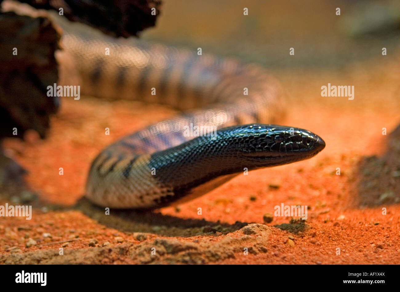 Australian black headed python hi-res stock photography and images - Alamy