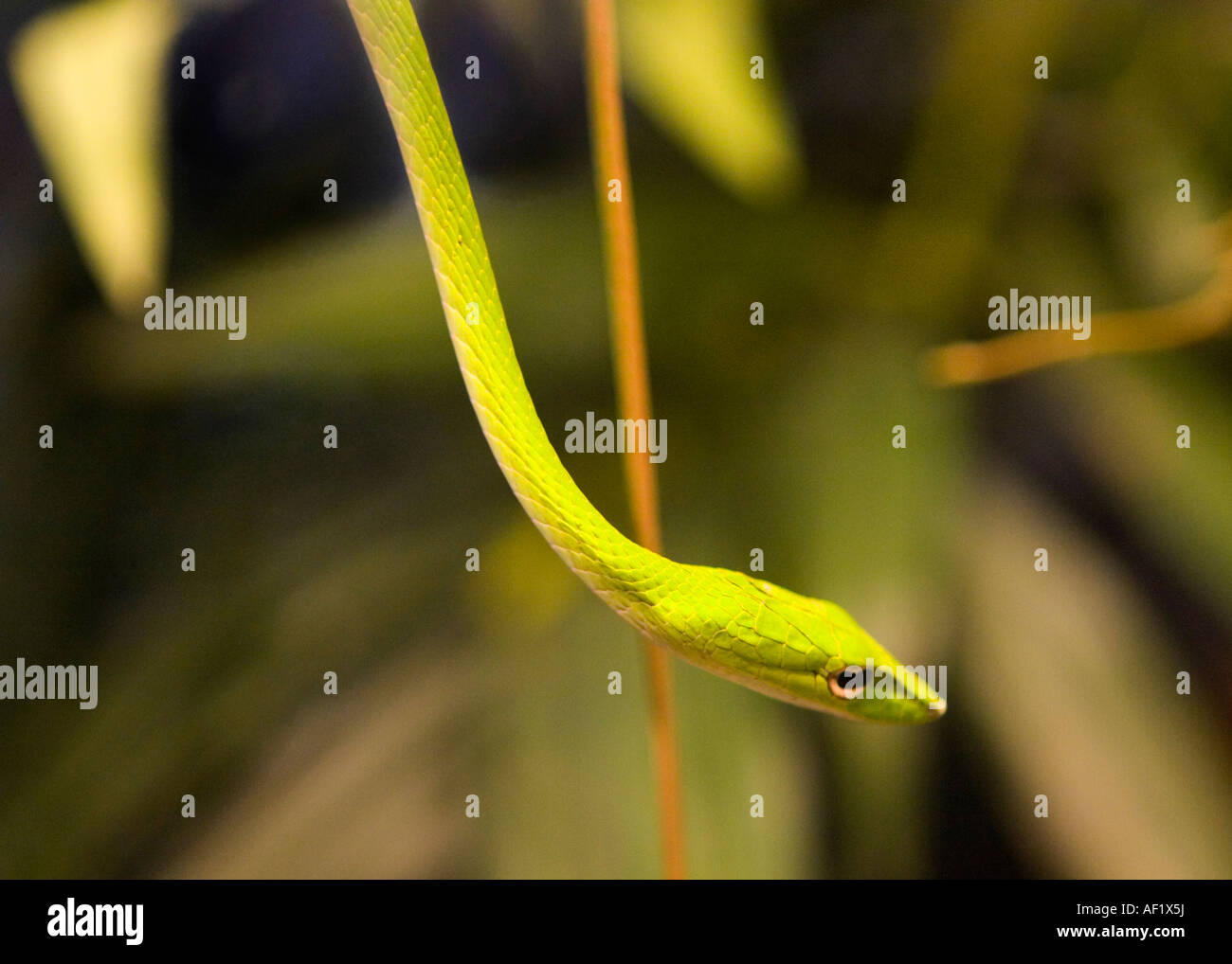 Oriental Whip Snake Stock Photo - Alamy